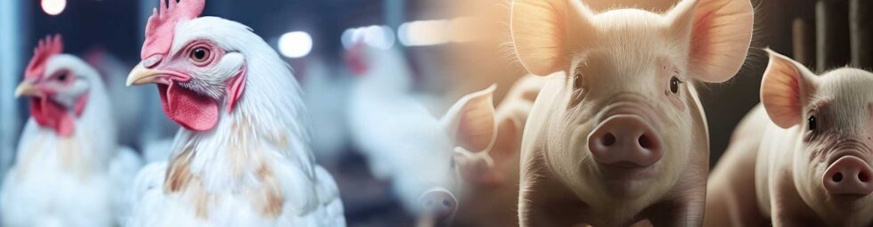 FineX 1290: Excelência em Nutrição Animal | Nexo Agro